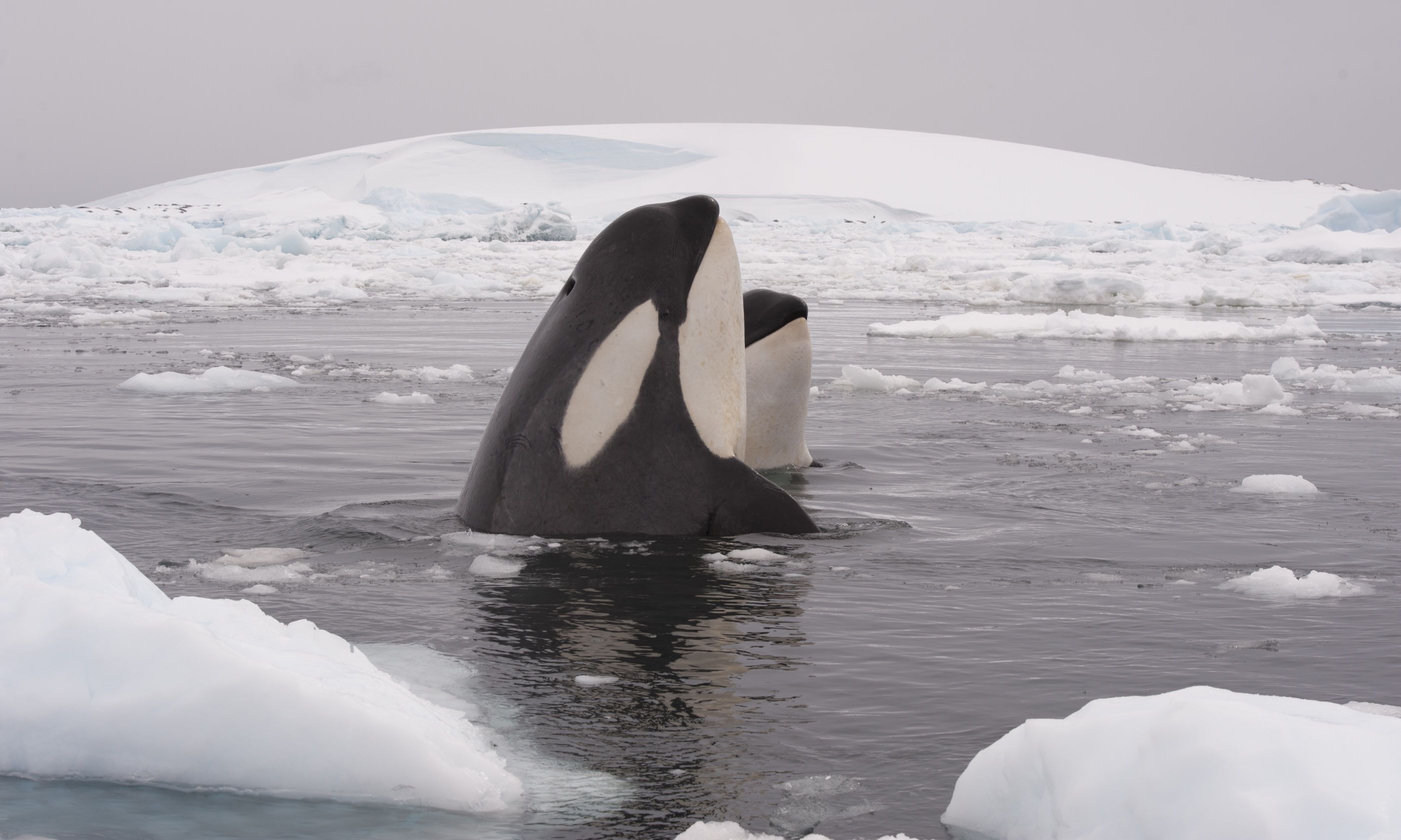 Awesome orcas: 7 great spots to see killer whales in the wild | Wanderlust