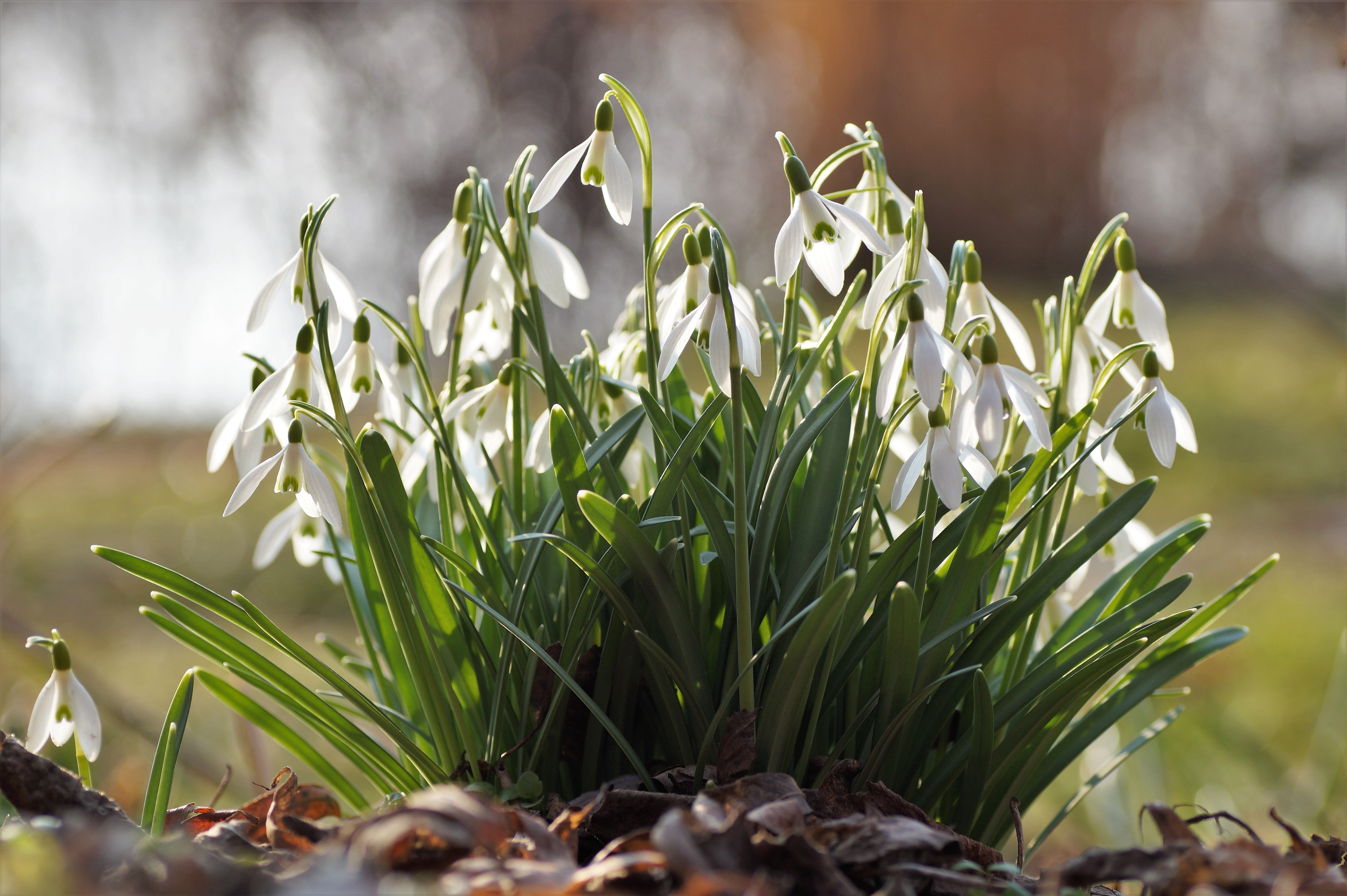 10 of the UK's best snowdrop walks | Wanderlust