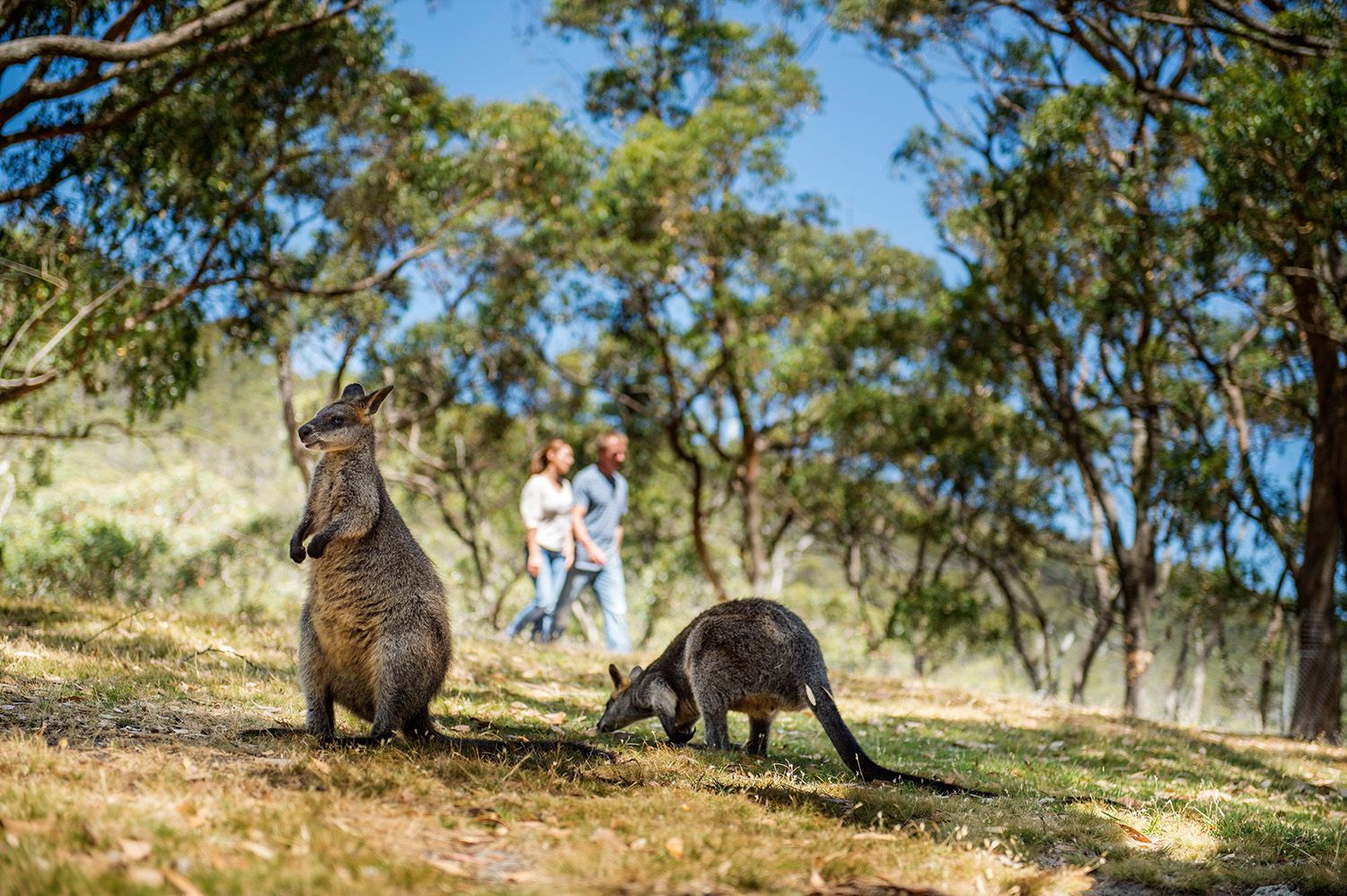5 wildlife encounters to have in Adelaide, Australia, the world's ...