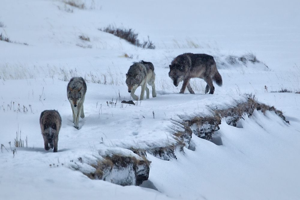 How the reintroduction of wolves has changed Yellowstone National Park ...