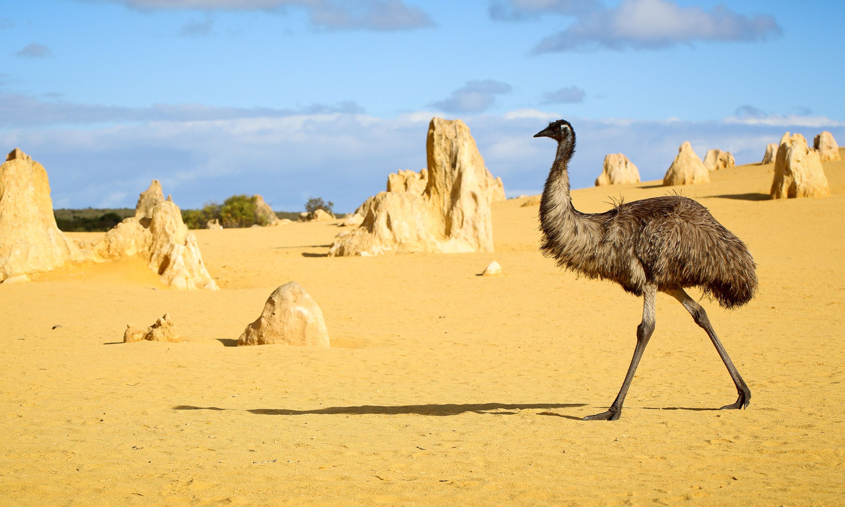11 of the Best Australian Safari Trips | Wanderlust