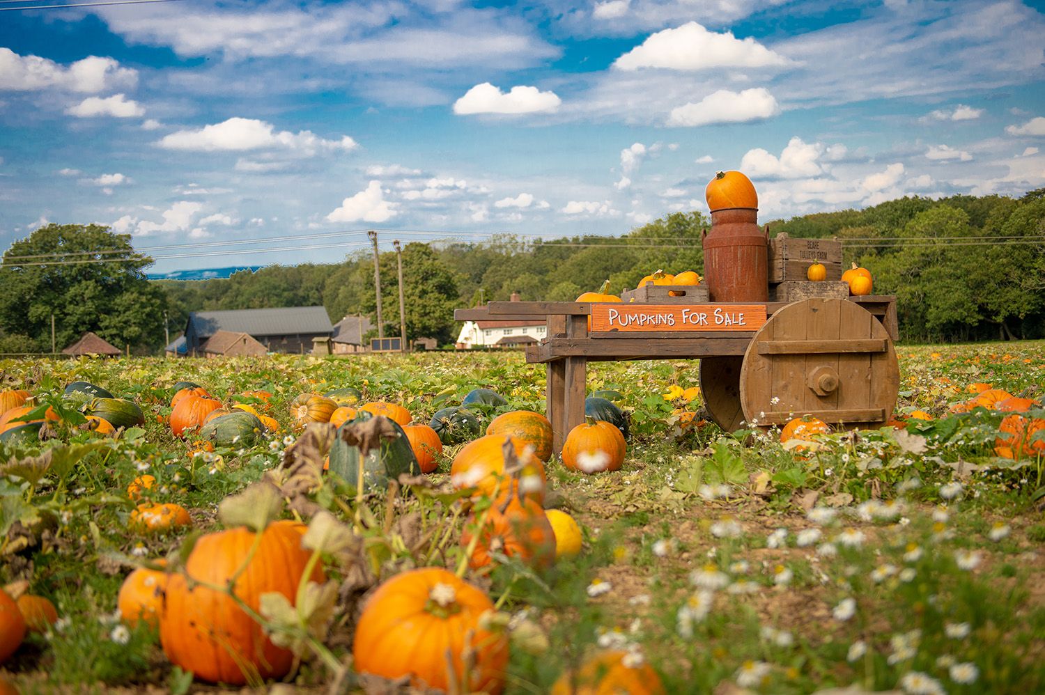 9 of the UK's best pumpkin patches to visit this autumn | Wanderlust