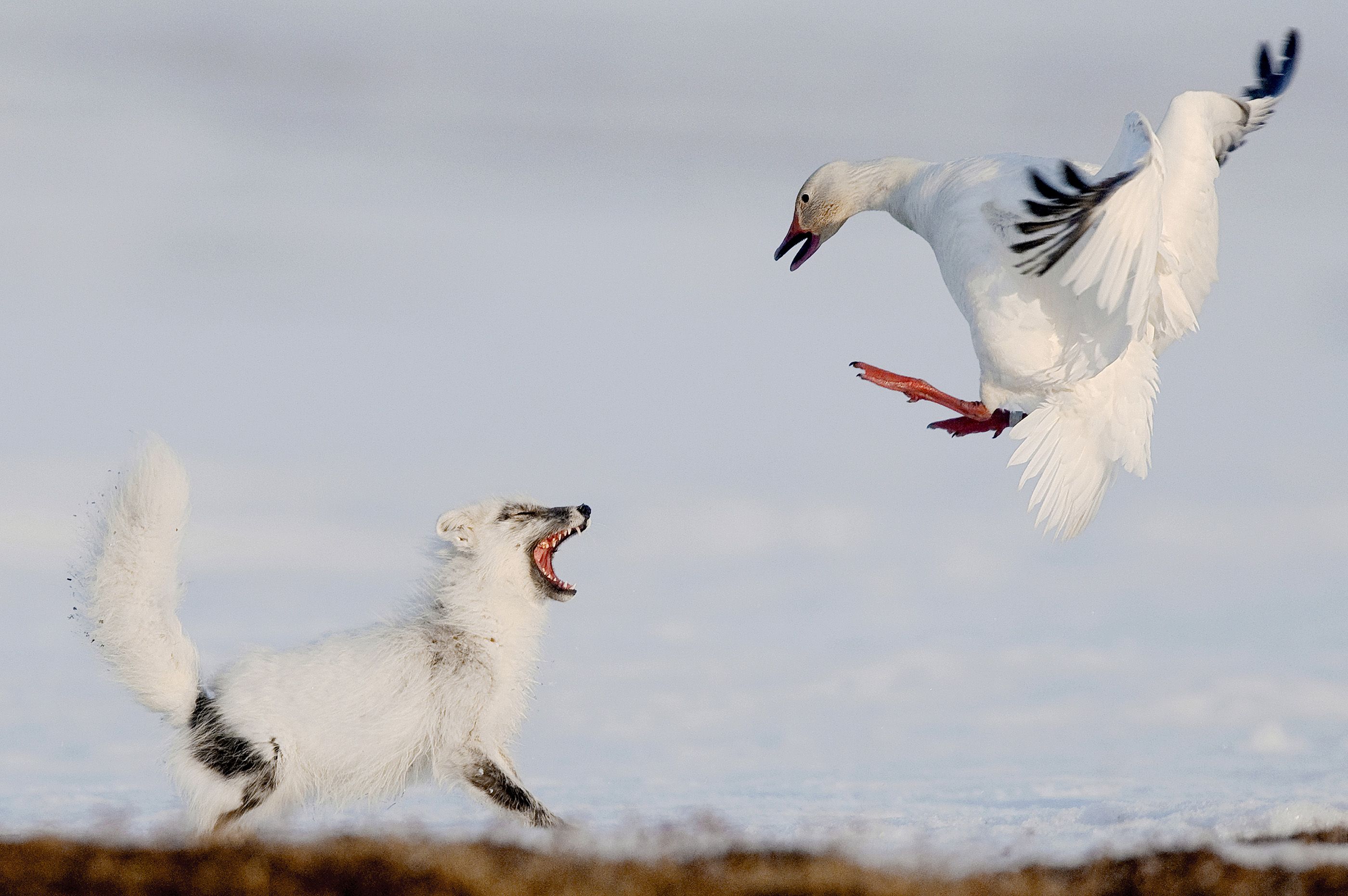Arctic Fox Hunting Prey