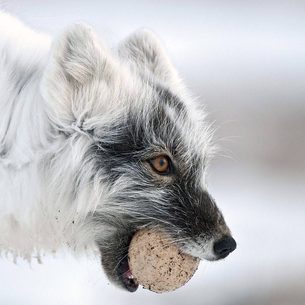 Arctic Fox Eating Berries