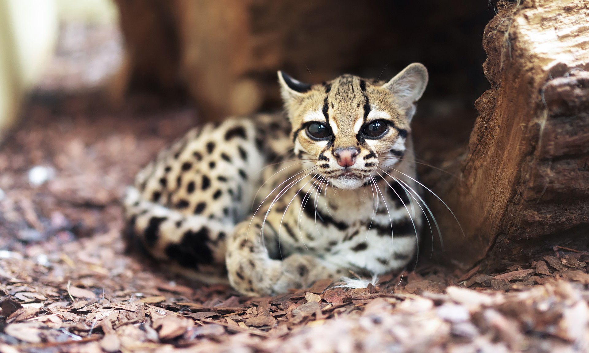 Quiz Can You Identify These Weird Unusual Animals Wanderlust Quiz Can You Identify These Weird Unusual Animals Wanderlust