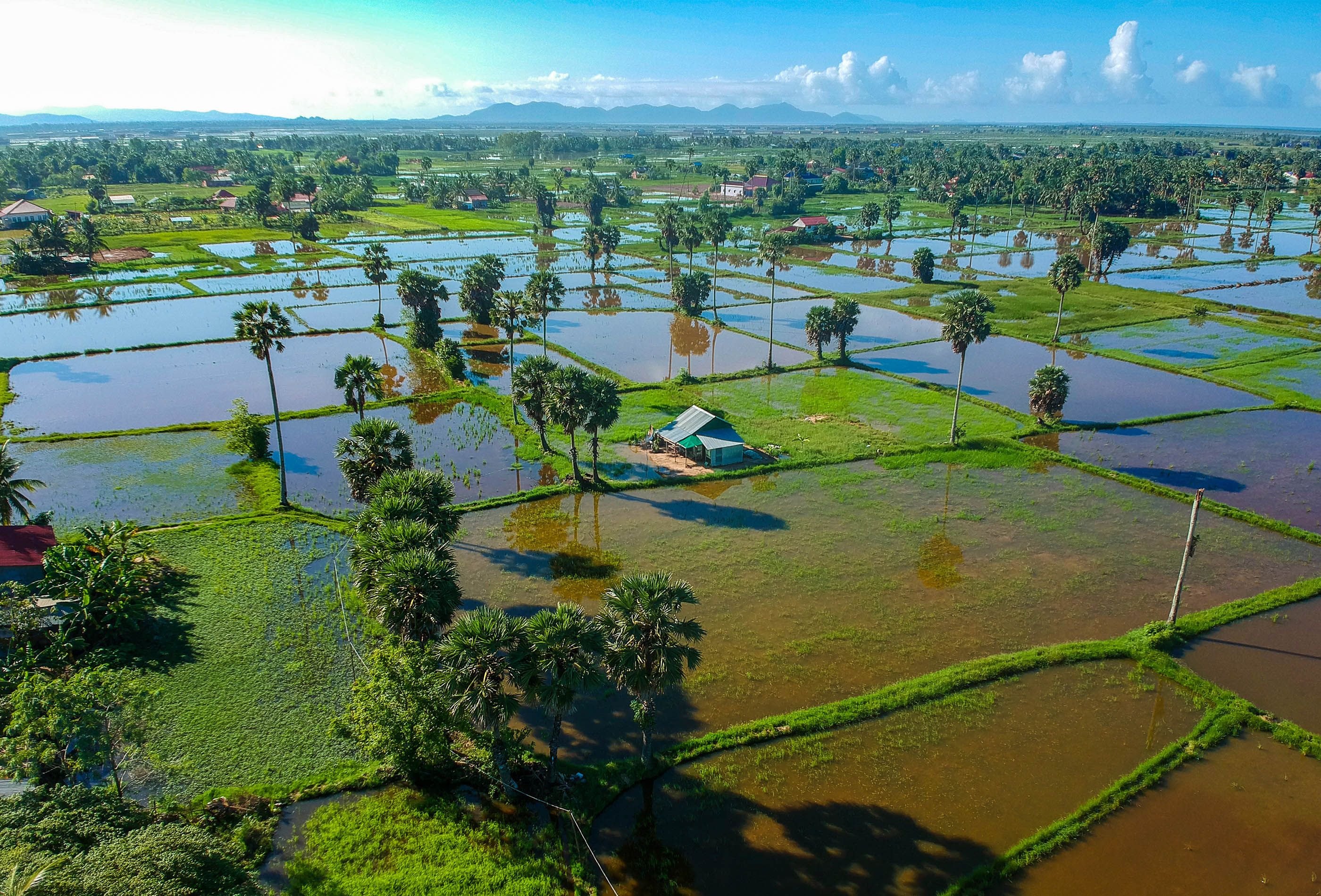 Cambodian Rice Fields