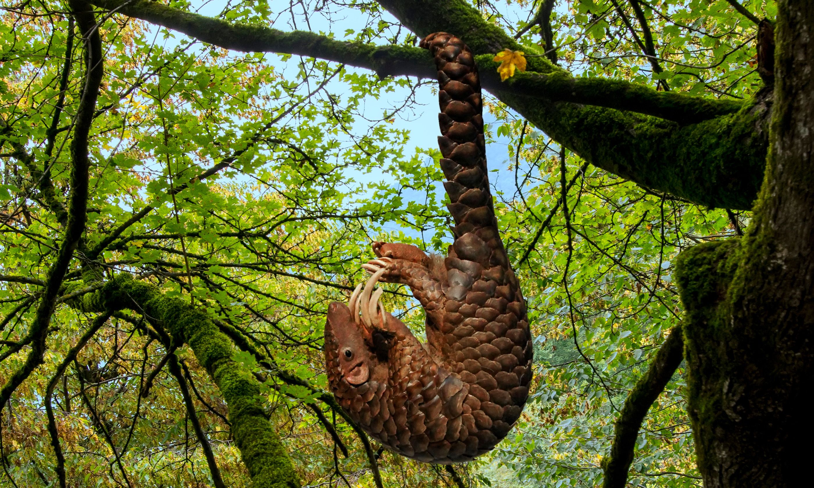 Everything you need to know about pangolins | Wanderlust