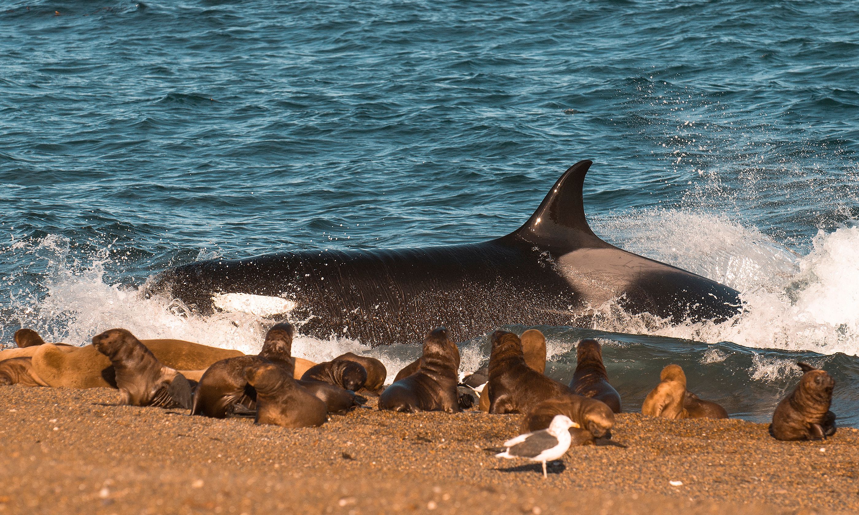 Awesome orcas: 9 great spots to see killer whales in the wild (News: 19 ...