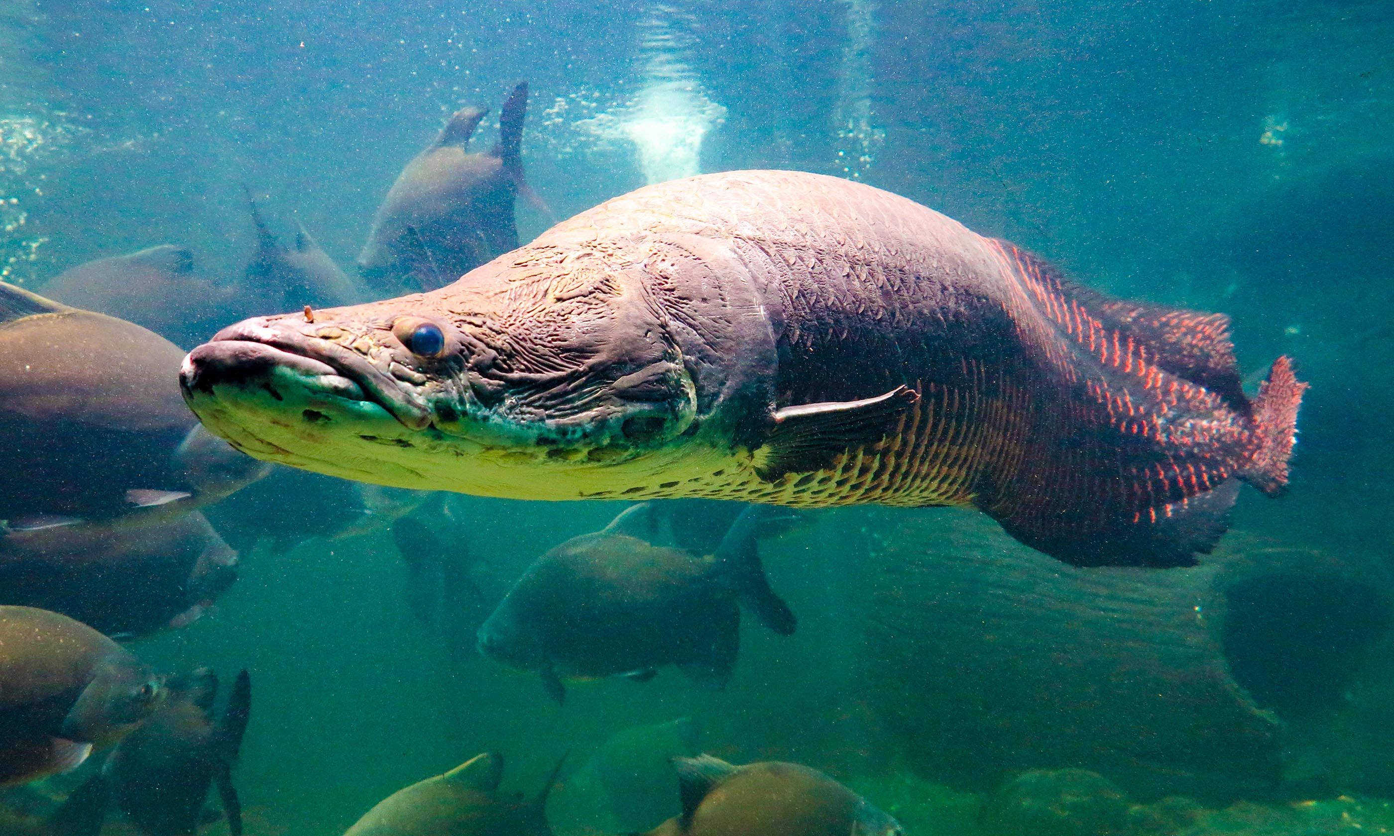 The Spirit of Guyana: South America's Best-Kept Secret | Wanderlust