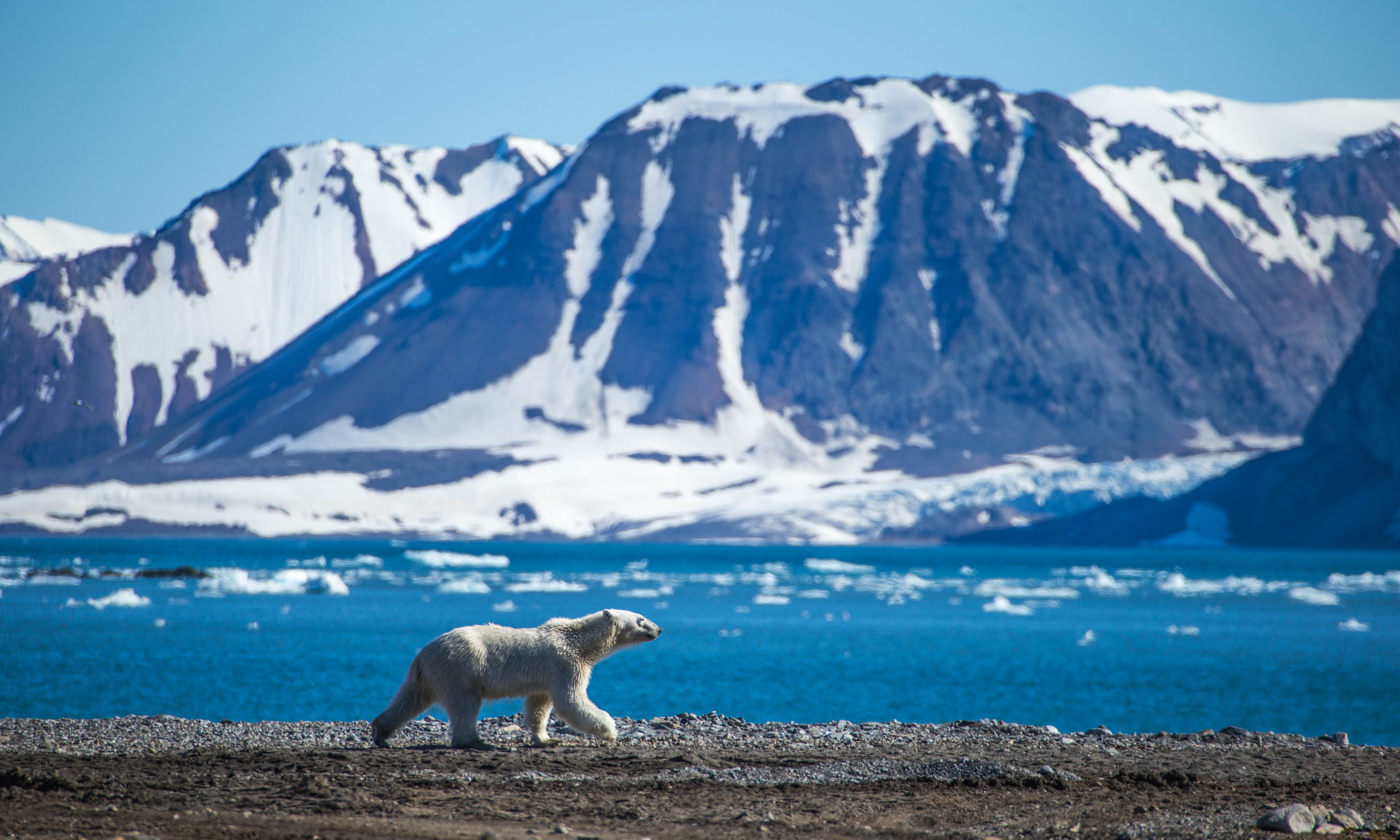 Arctic Tundra Polar Bears