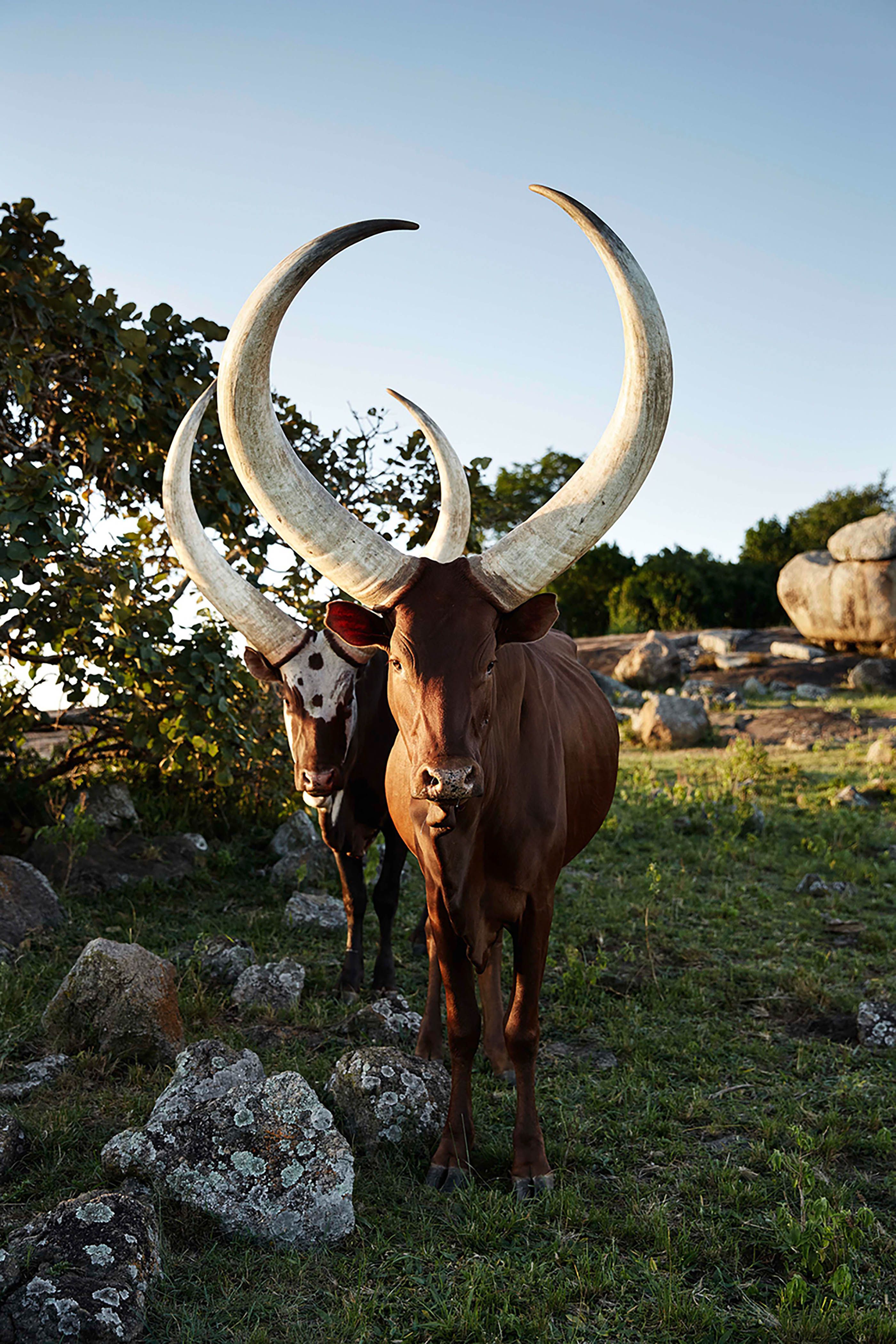 Beautiful Cow In The World