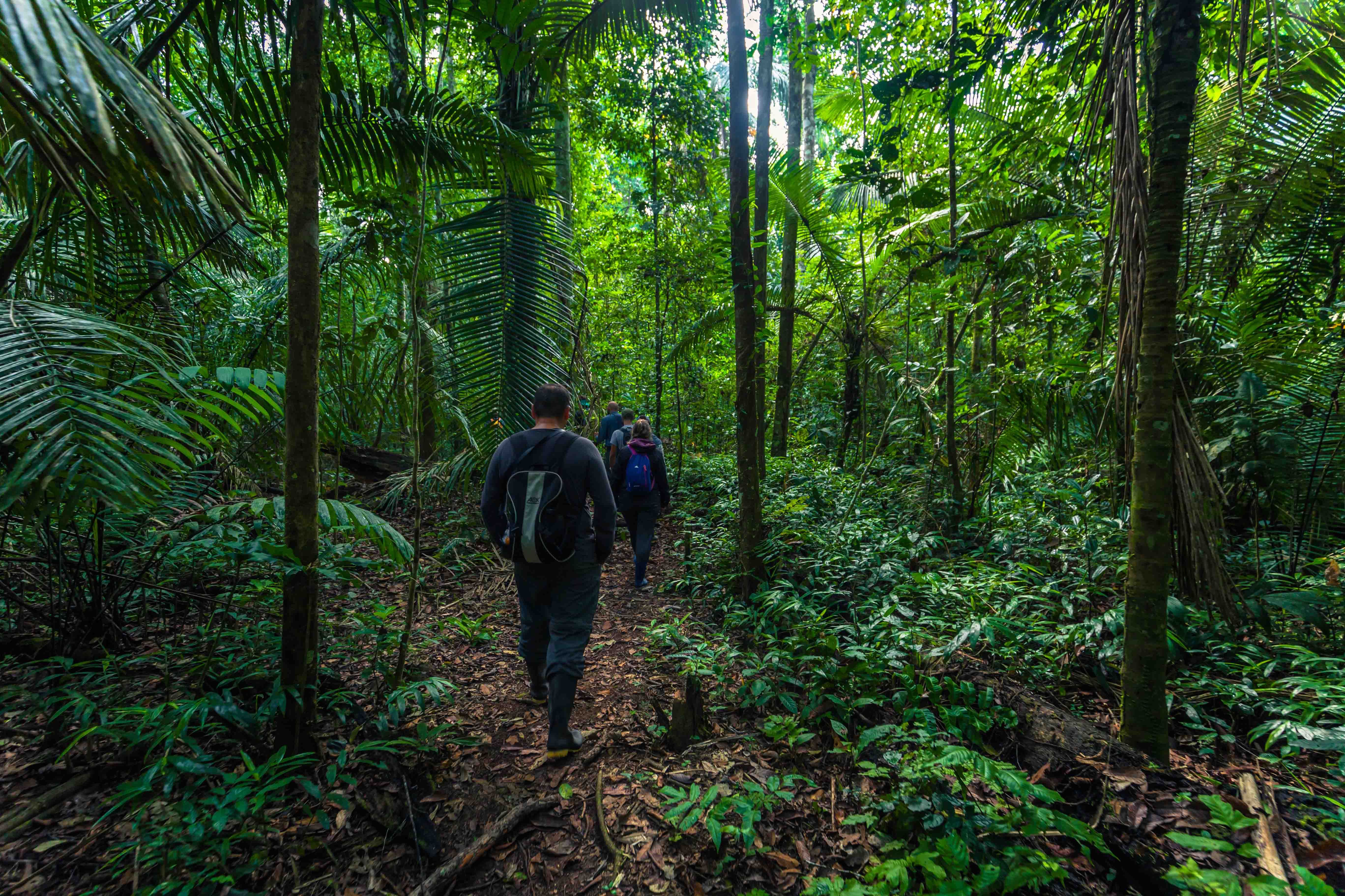 How To Help The Amazon Rainforest with Reforestation Projects | Wanderlust