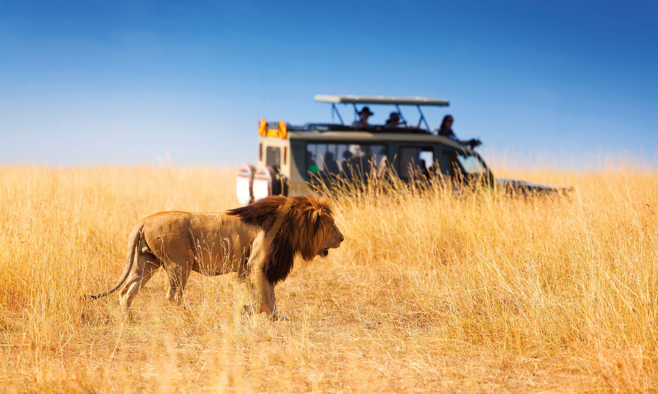 20 top tips for going on safari as chosen by you | Wanderlust