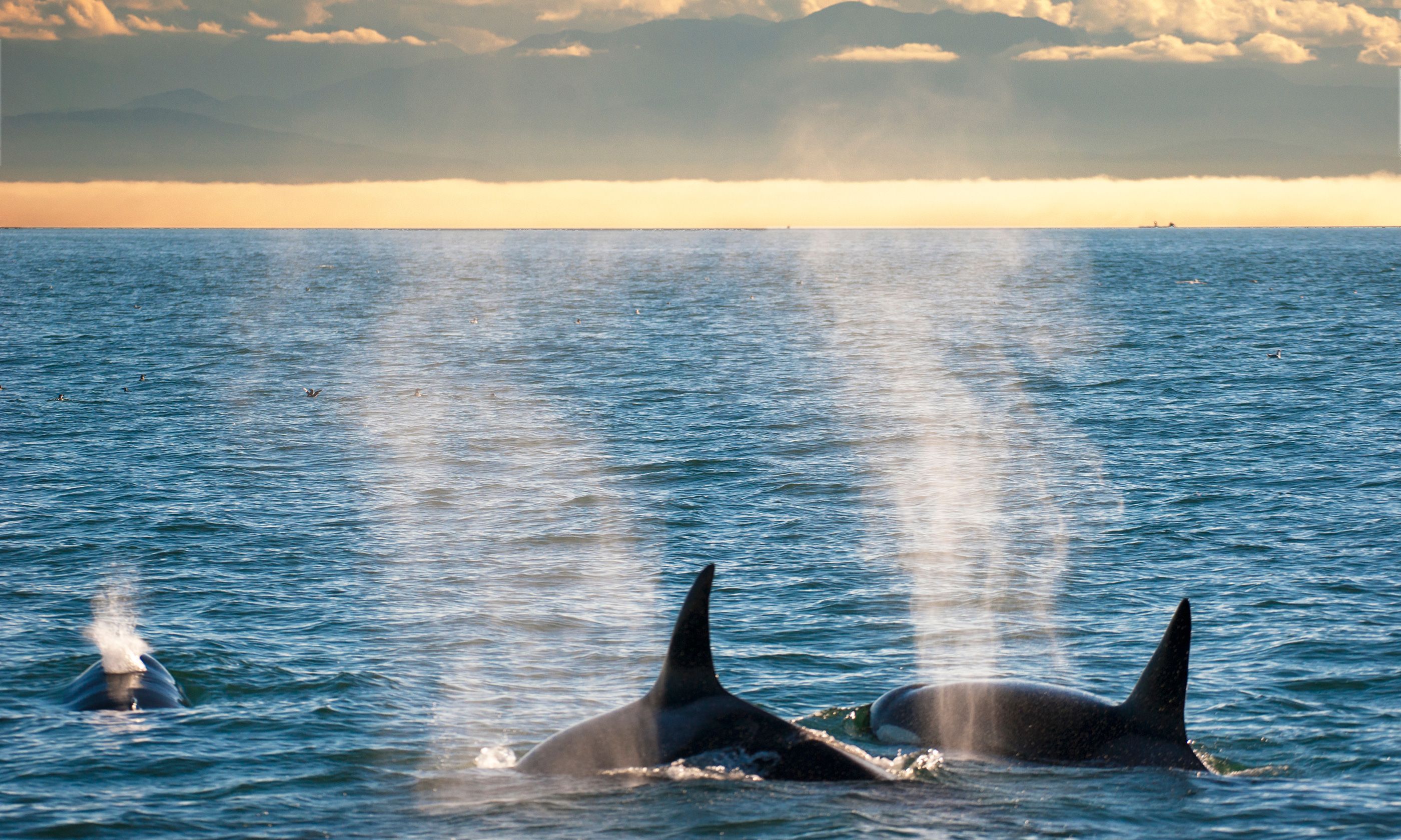 Awesome orcas: 9 great spots to see killer whales in the wild (News: 19 ...