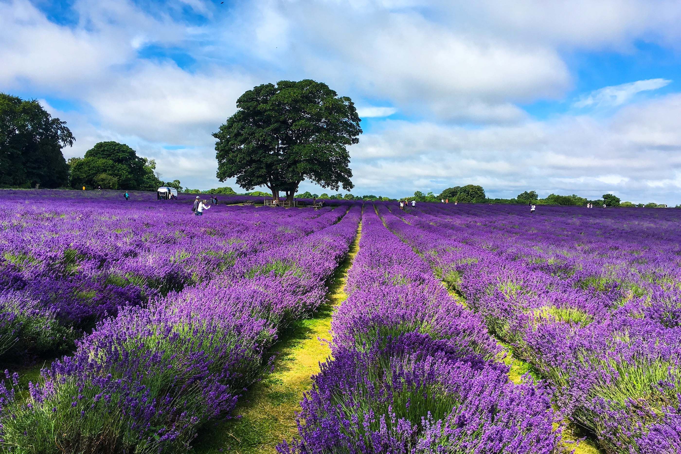 9 of the best UK lavender fields and farms 2022 | Wanderlust