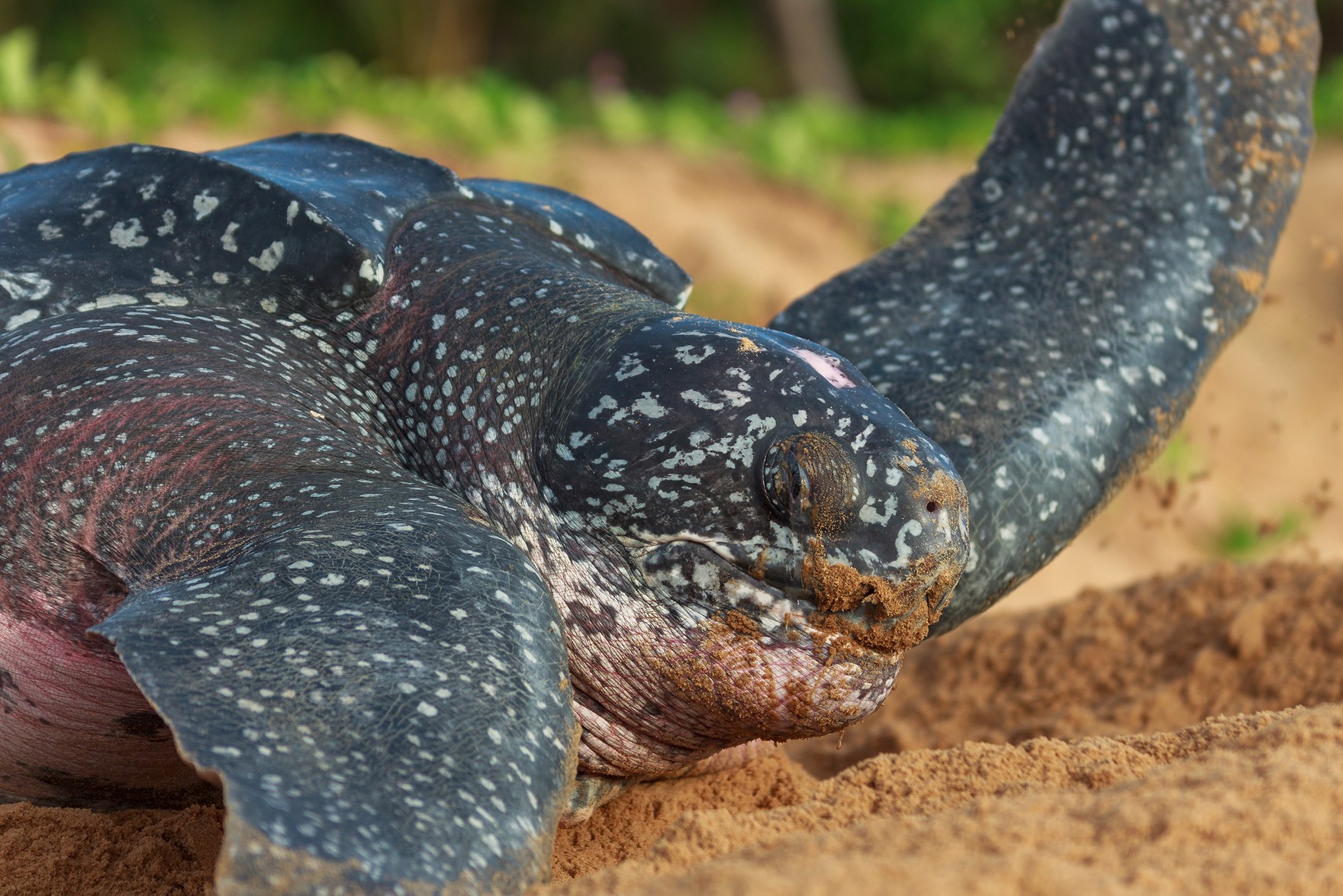 The 7 Best Things To Do In French Guiana Wanderlust the-7-best-things-to-do-in-french-guiana-wanderlust
