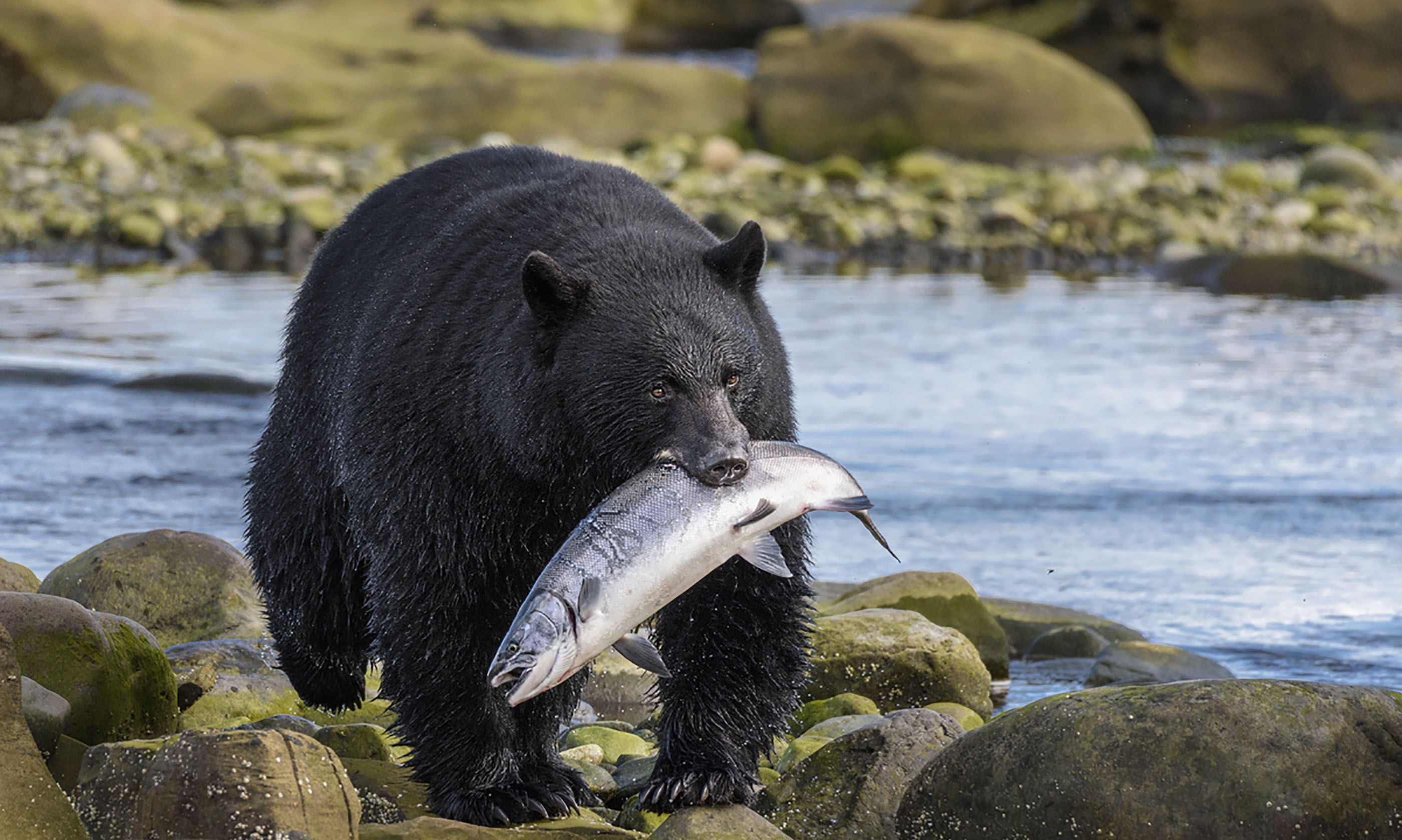 The top 7 wildlife experiences in British Columbia | Wanderlust