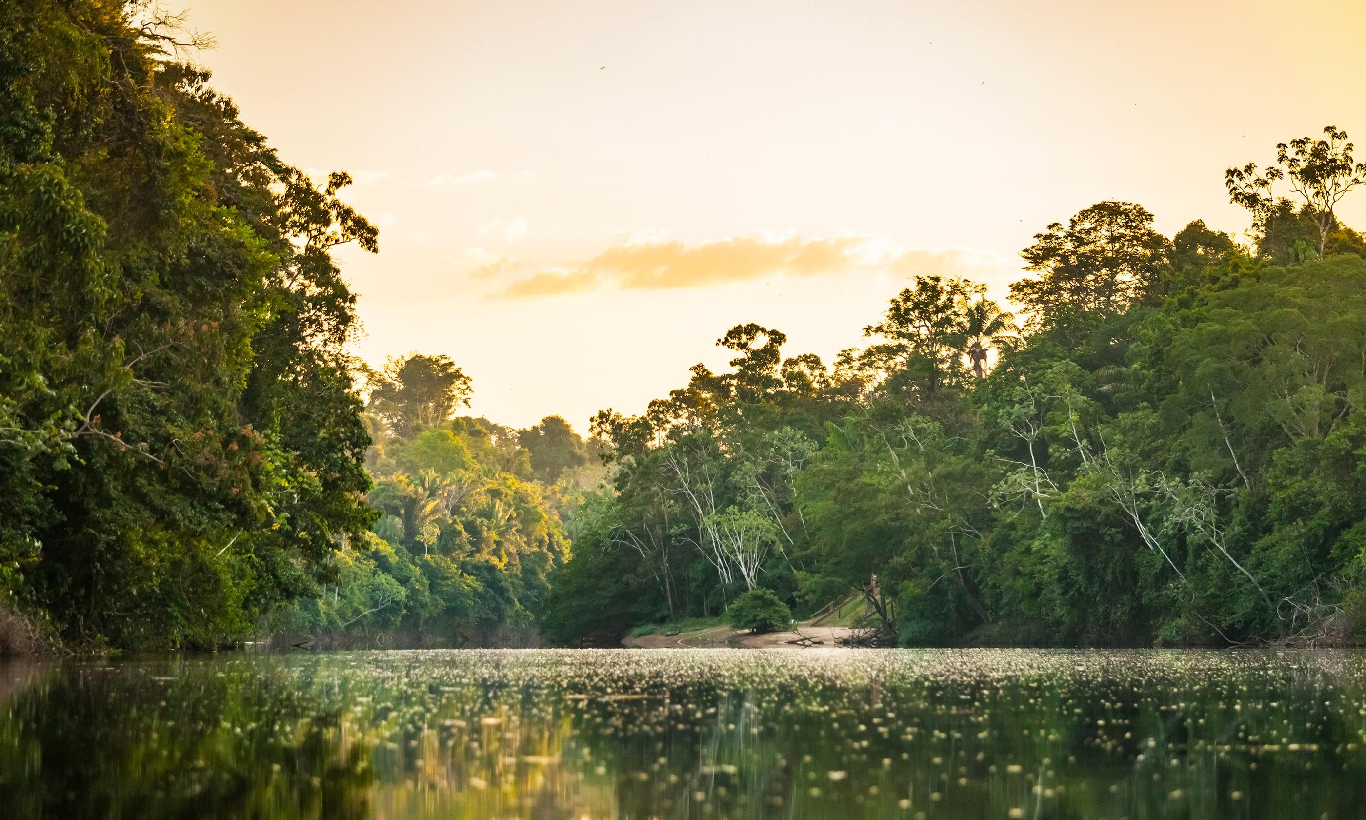 7 Things To See and Do in Suriname, South America | Wanderlust