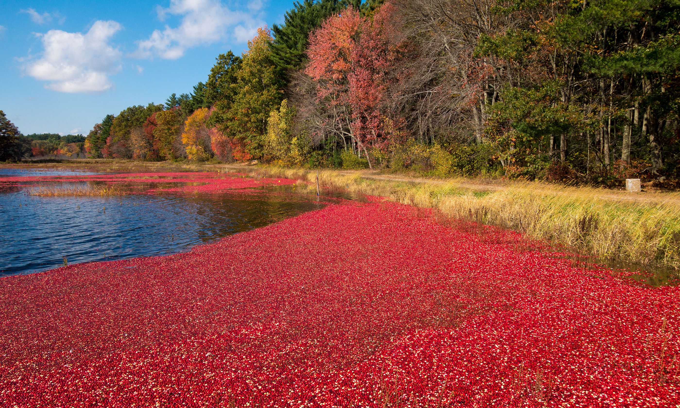 7 of the Most Beautiful Bogs From Around The World | Wanderlust