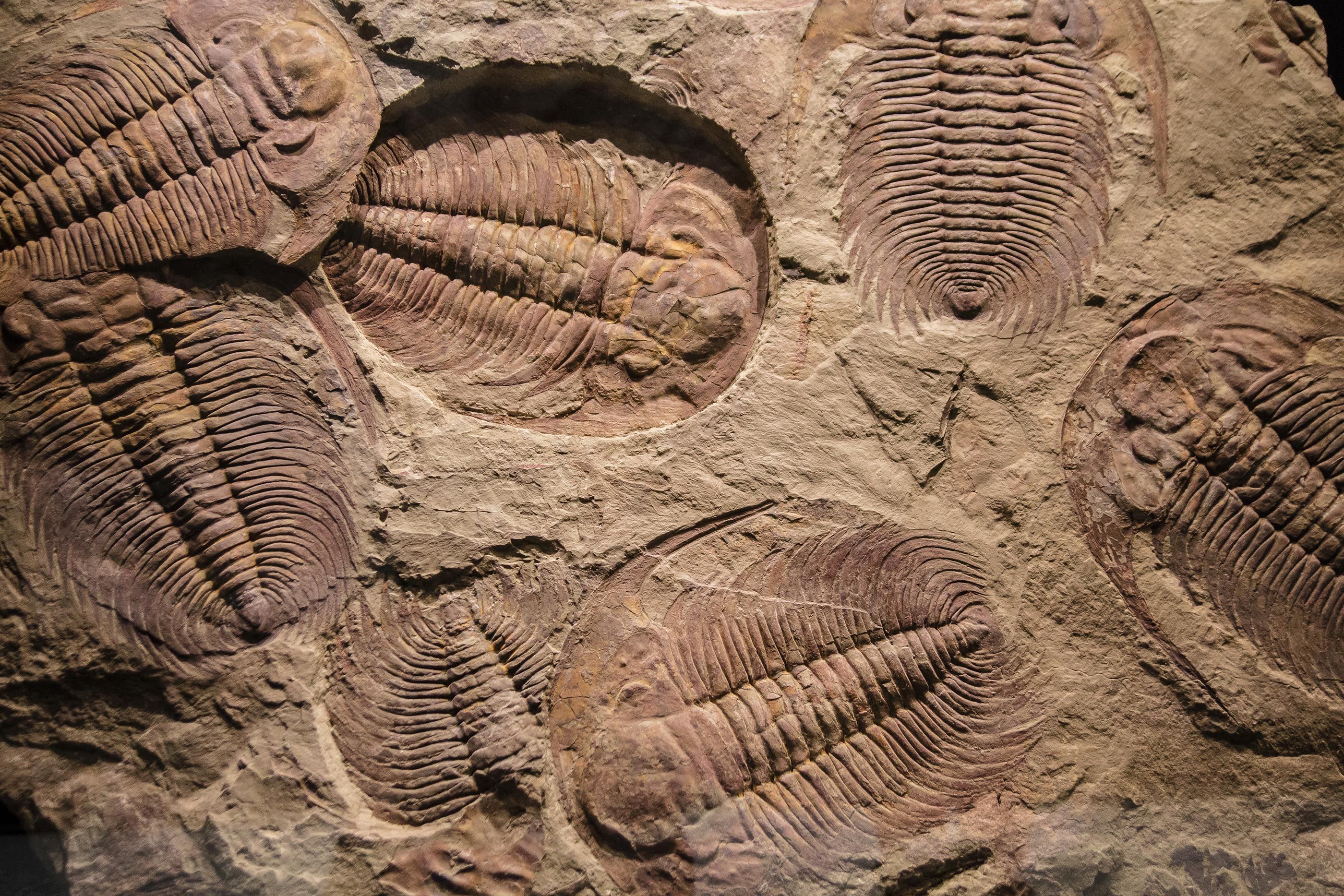 Fossils Rocks And Time The Relative Time Scale - Riset
