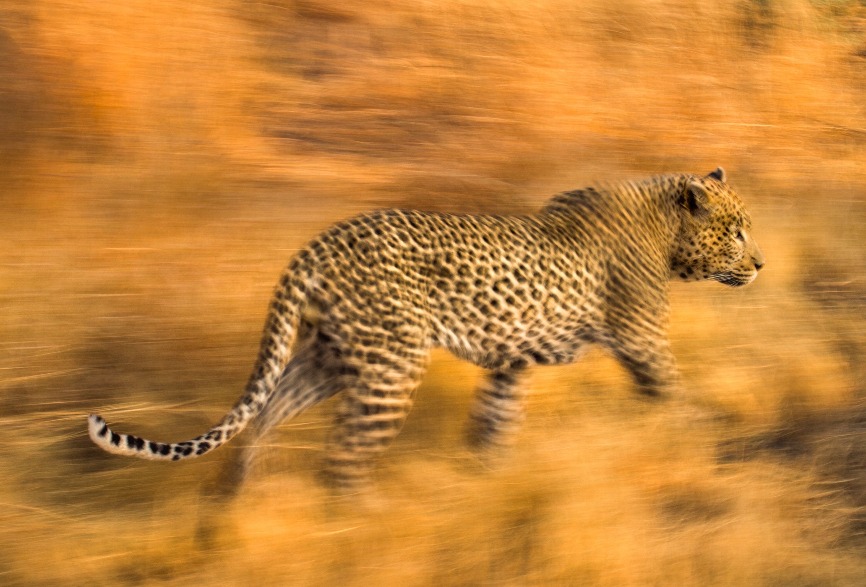 Photo Gallery: 16 unforgettable photos from Frans Lanting’s wildlife ...