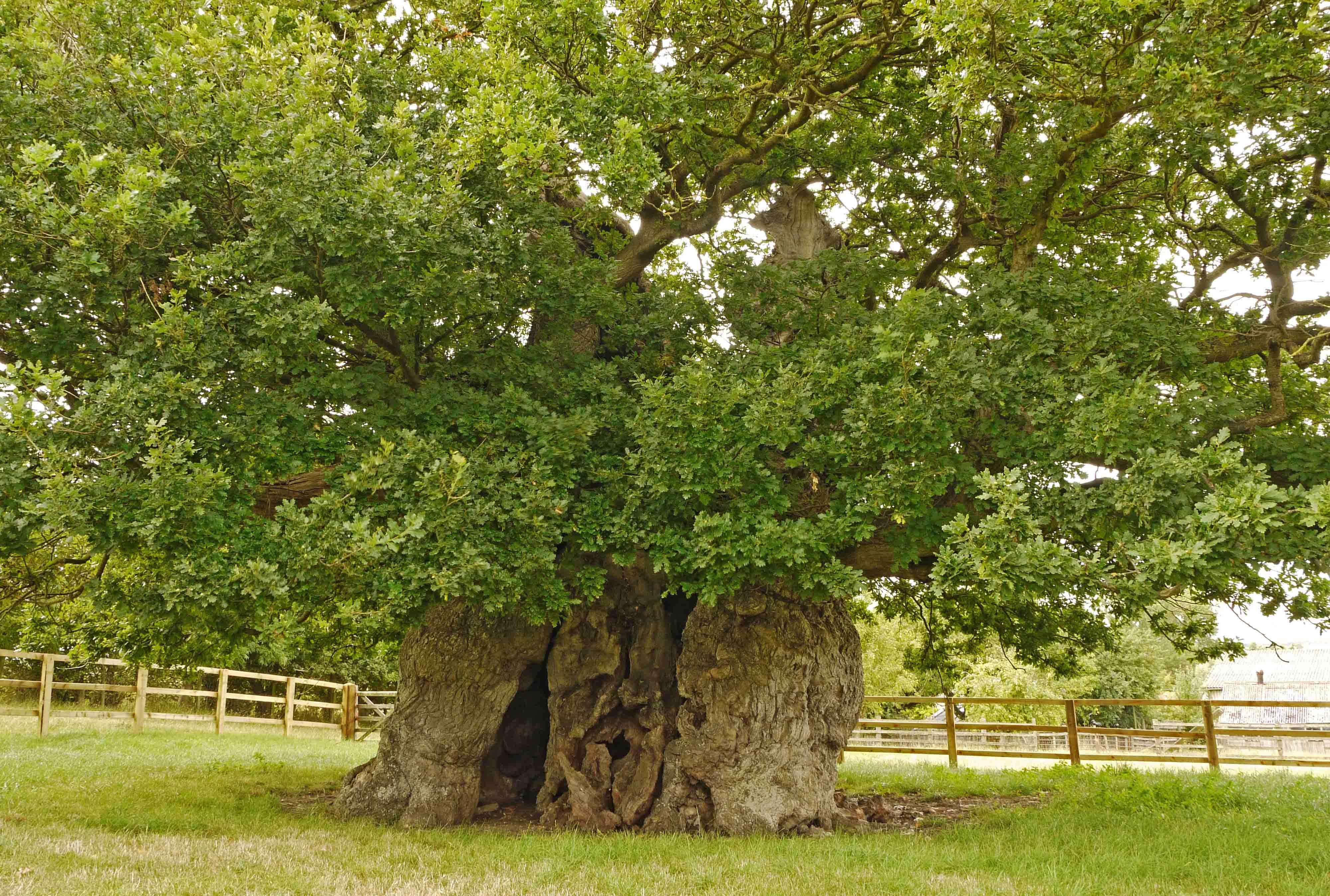 The UK's oldest trees and their storied pasts | Wanderlust