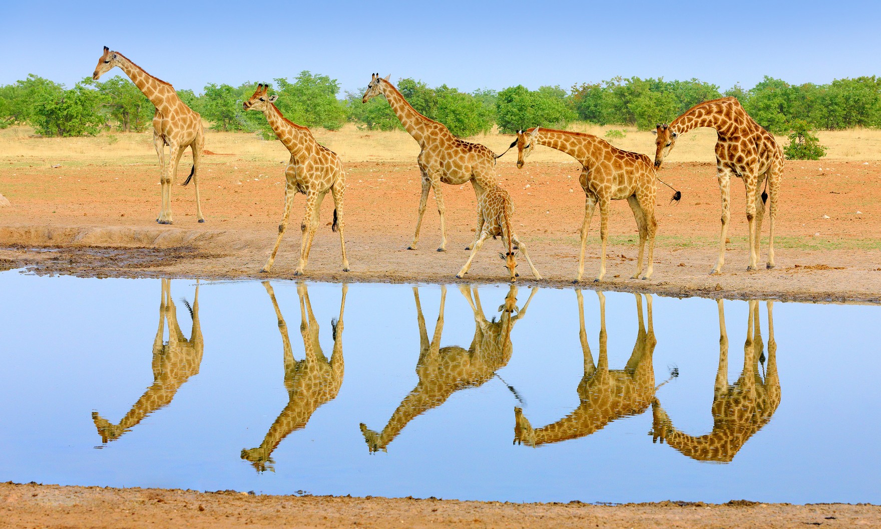 Quiz Do You Know These Unusual Animal Group Names Wanderlust Quiz Do You Know These Unusual Animal Group Names Wanderlust
