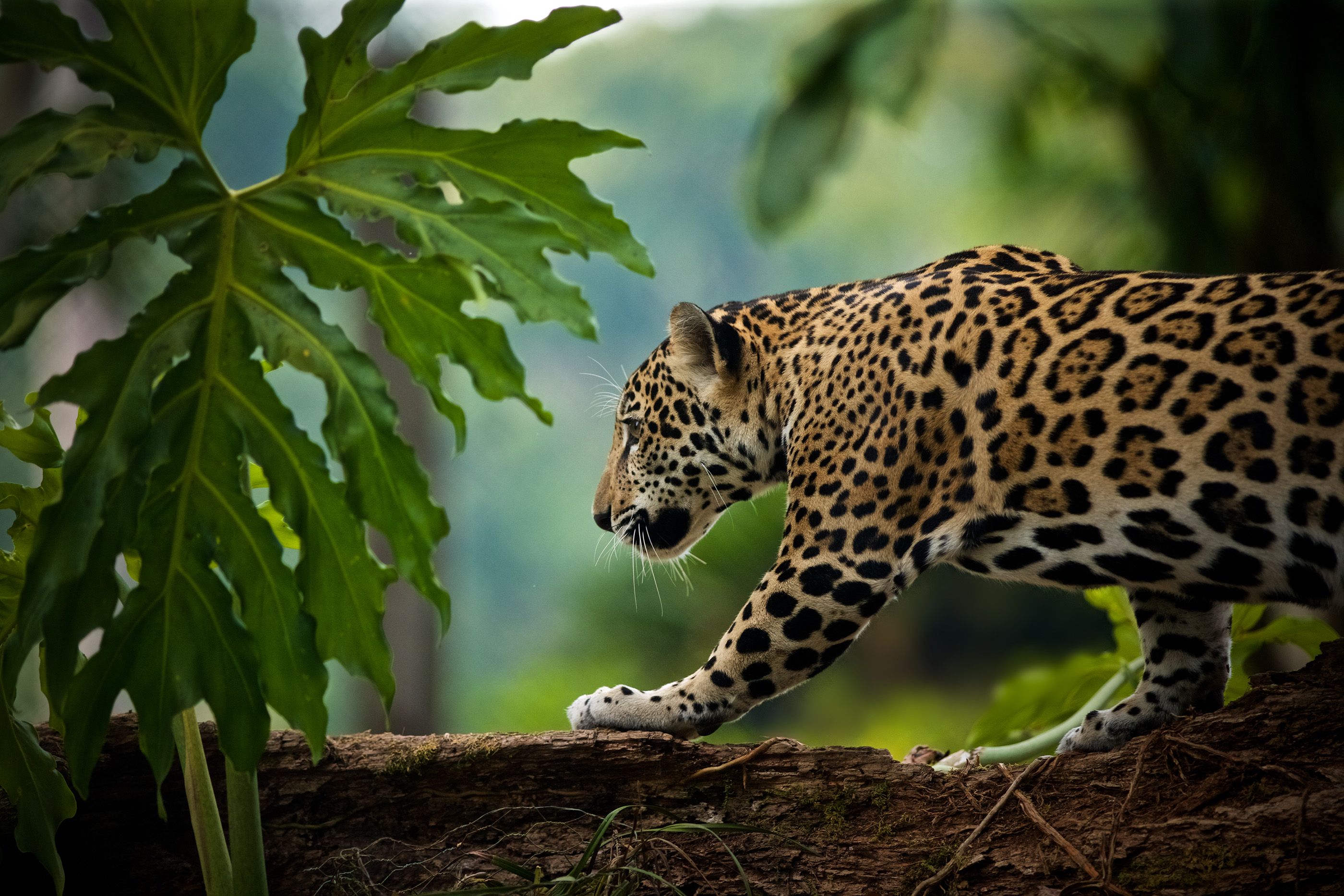The 7 best places to see jaguars in the wild | Wanderlust