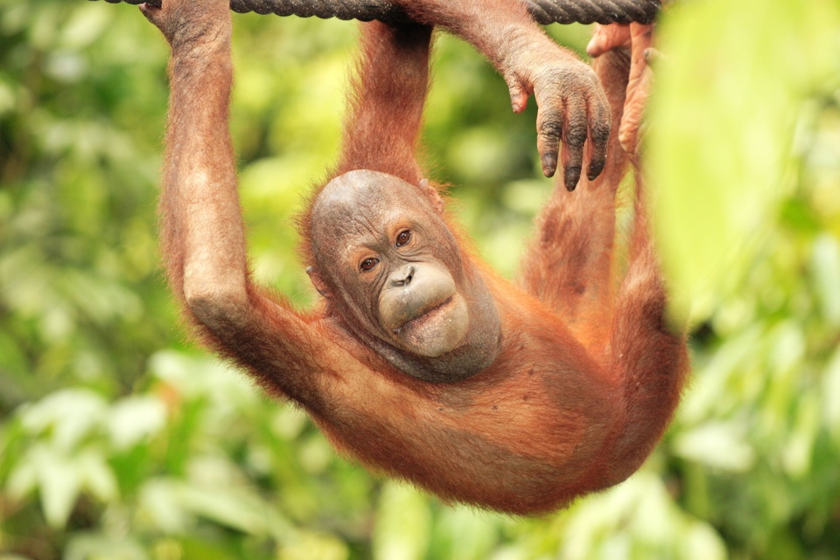 10 best wildlife hotspots in South-East Asia | Wanderlust