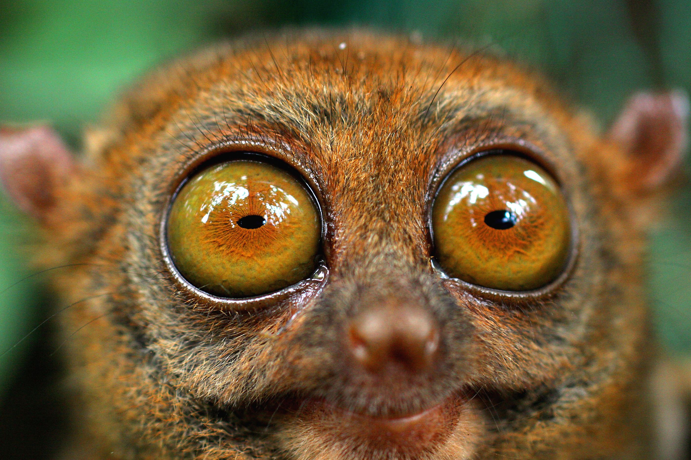 10 best wildlife hotspots in South-East Asia | Wanderlust