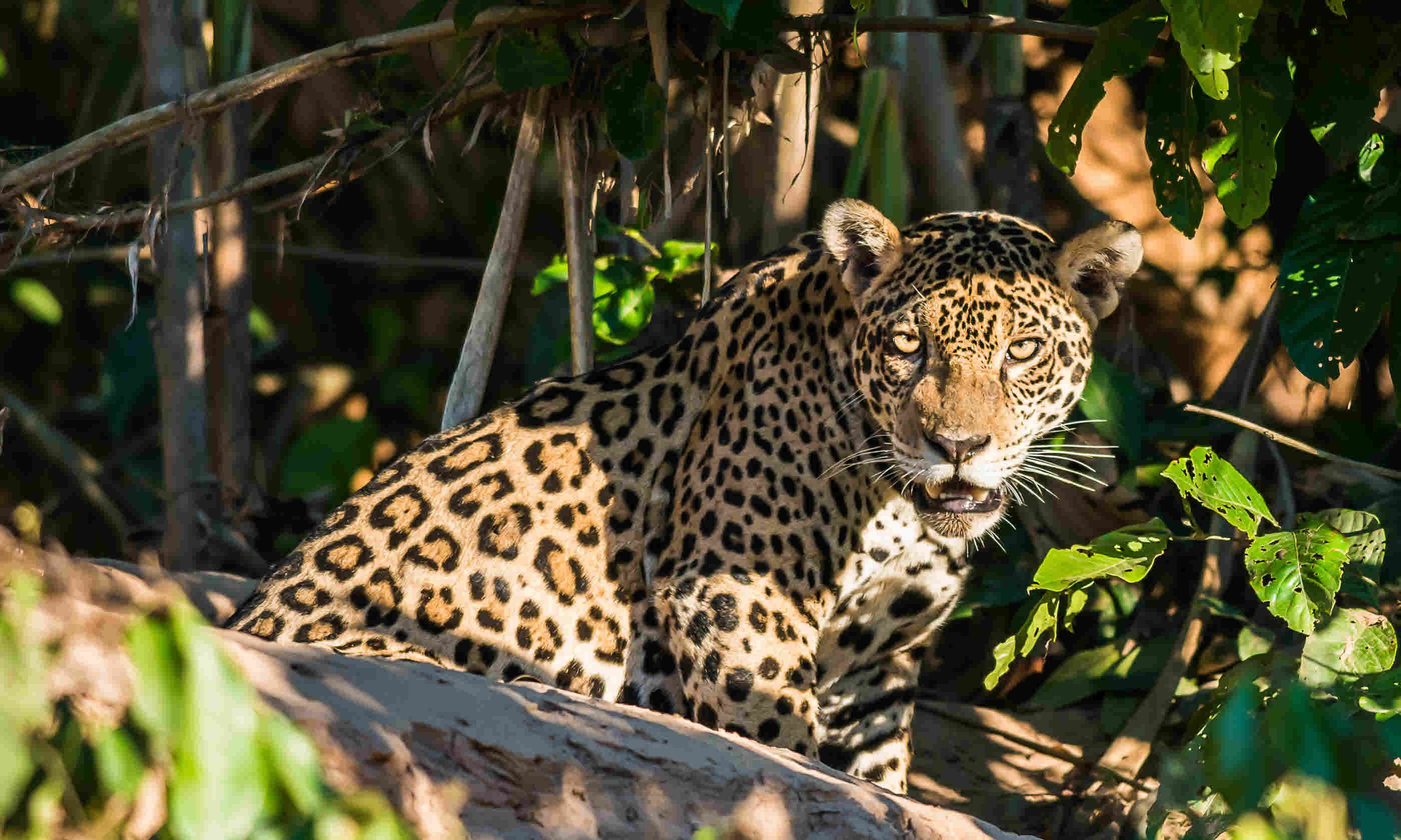 The top 9 wildlife must-see's in Peru | Wanderlust