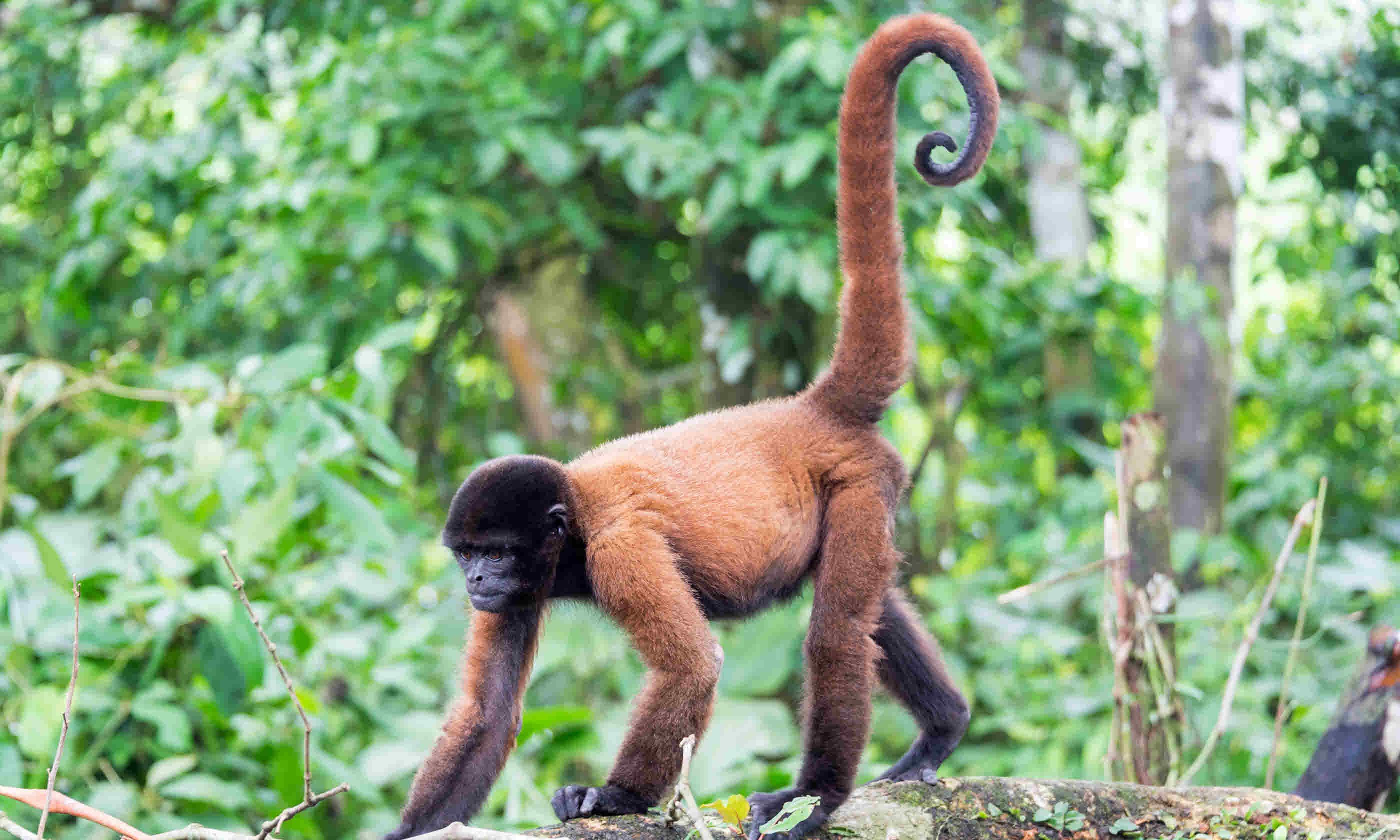 The top 9 wildlife must-see's in Peru | Wanderlust