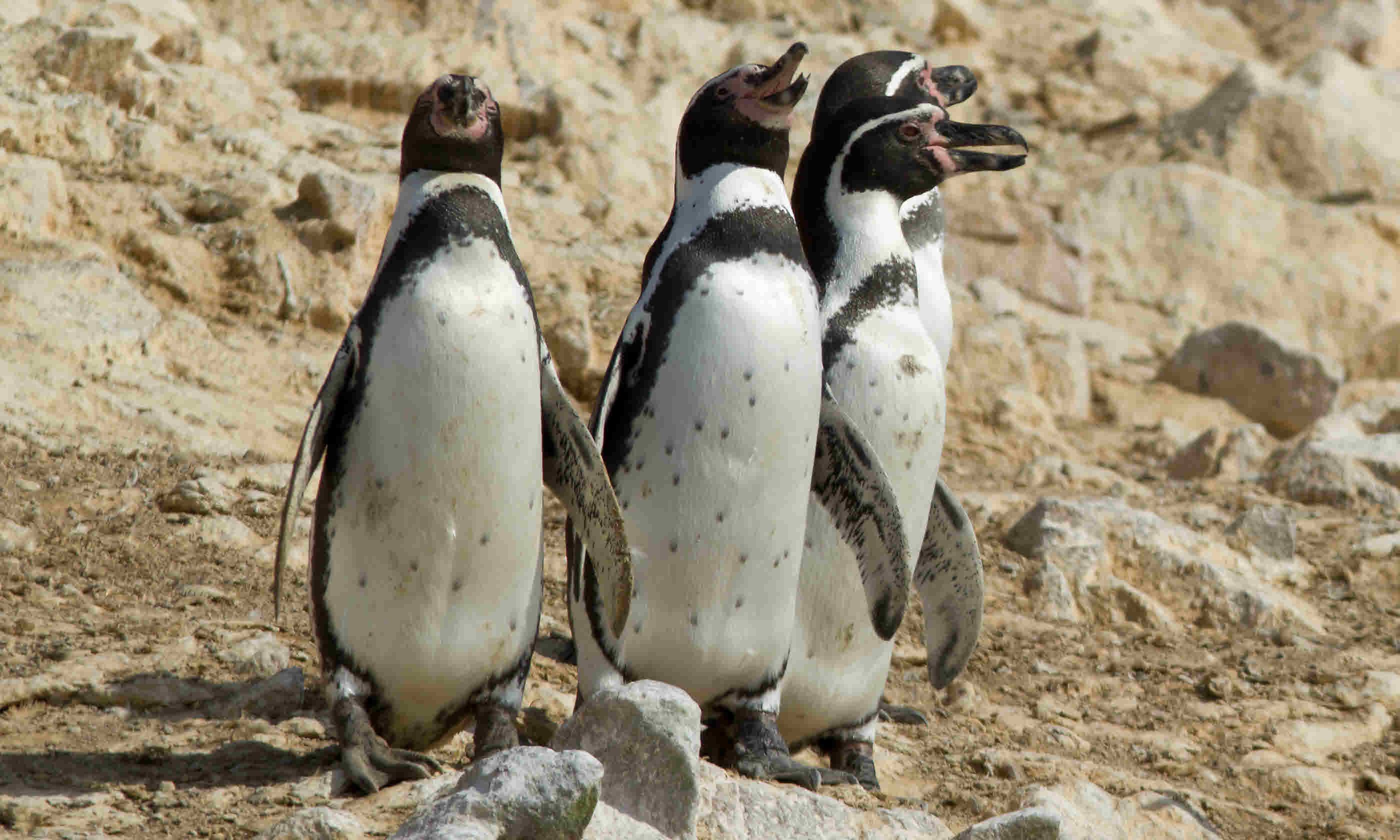 The top 9 wildlife must-see's in Peru | Wanderlust