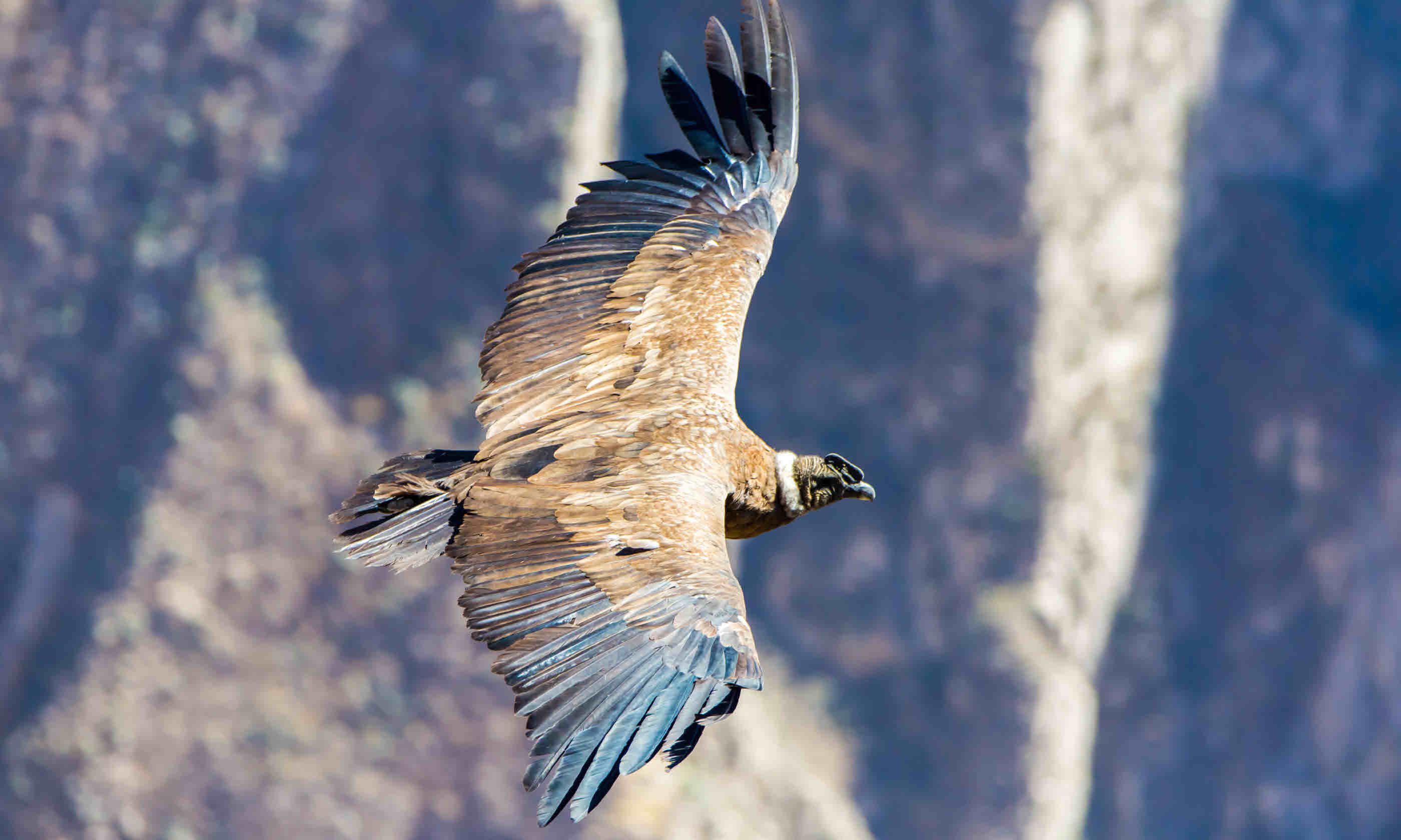 The top 9 wildlife must-see's in Peru | Wanderlust