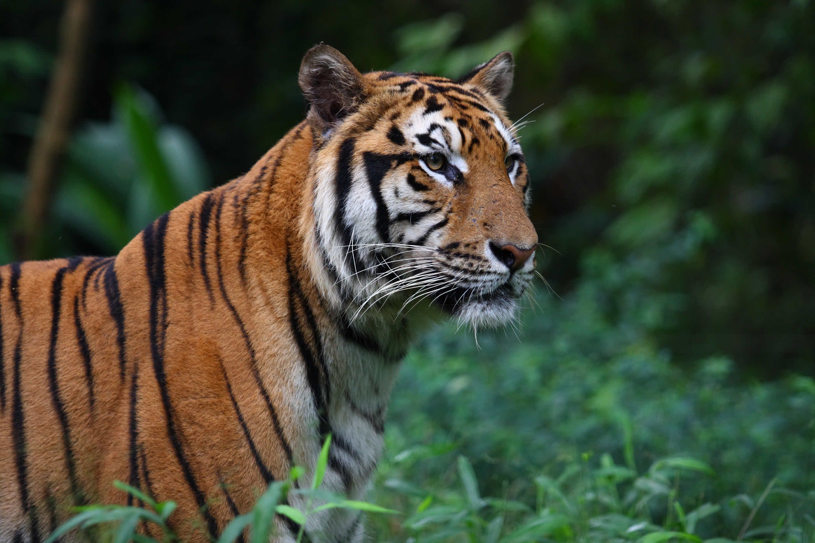7 of Indonesia’s greatest wildlife experiences | Wanderlust