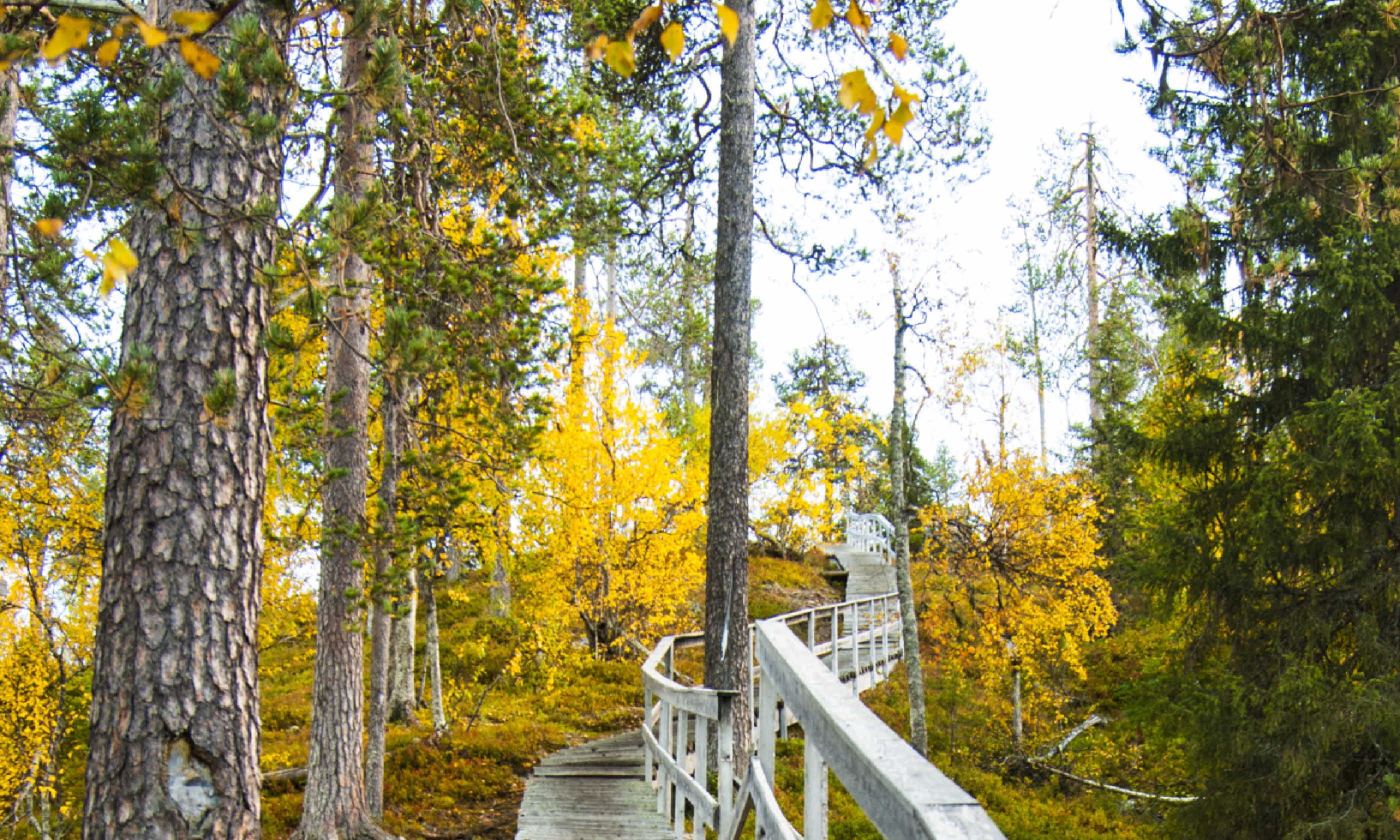 Hiking in the world's biggest wilderness: Finland's taiga forest ...