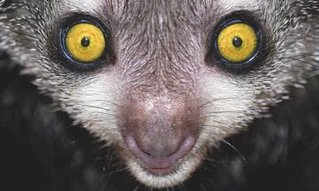 Aye Aye Fun Facts - Simple Fun facts about Aye Aye to Know - Primates Park