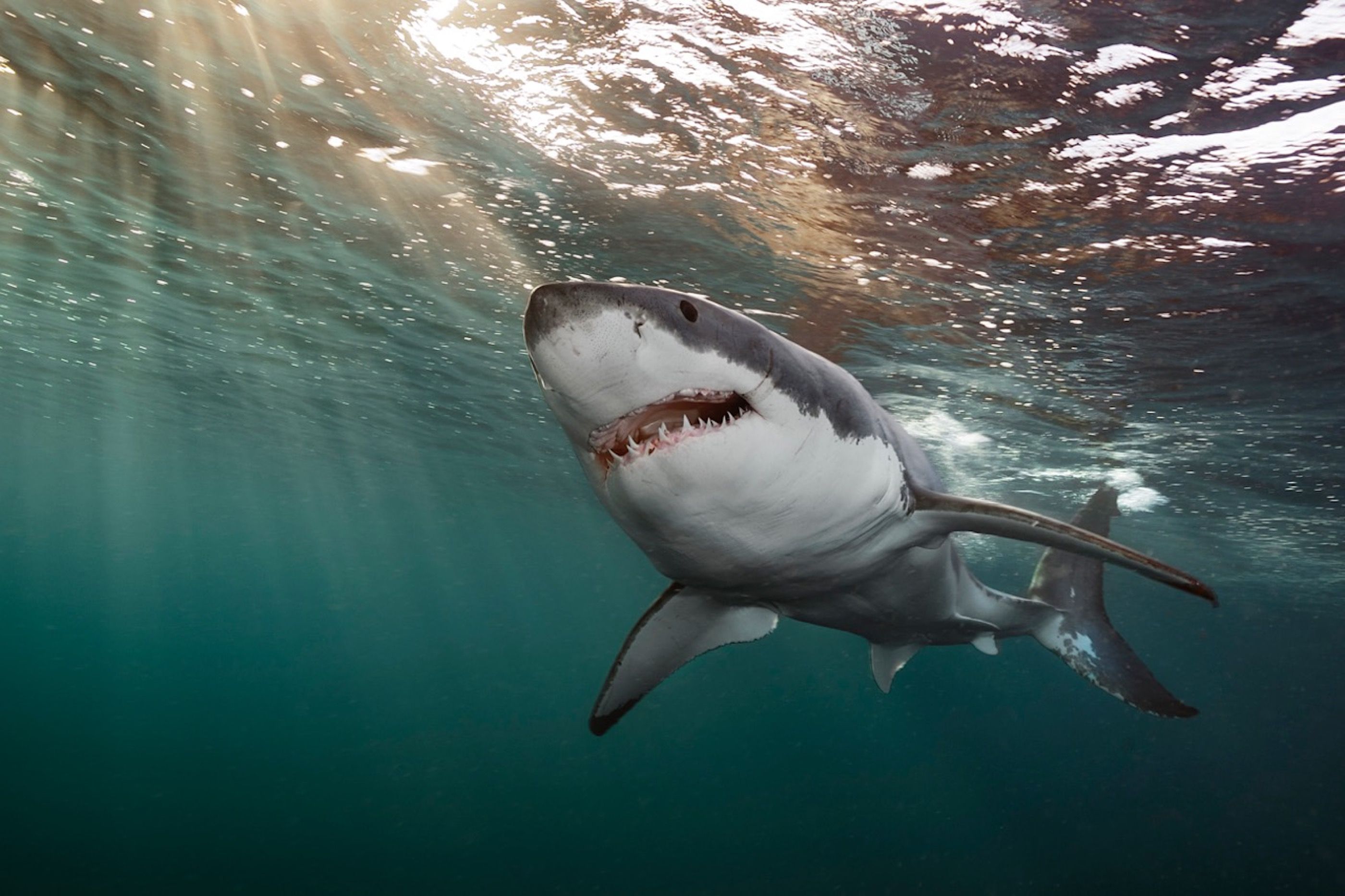Photo Gallery: 16 sensational shark photos by Nat Geo's Brian Skerry ...