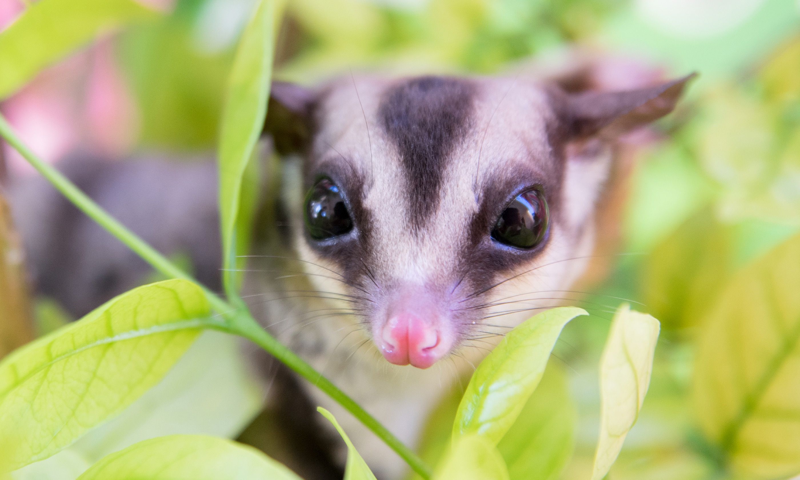 Australia's 7 cutest marsupials and where to find them | Wanderlust