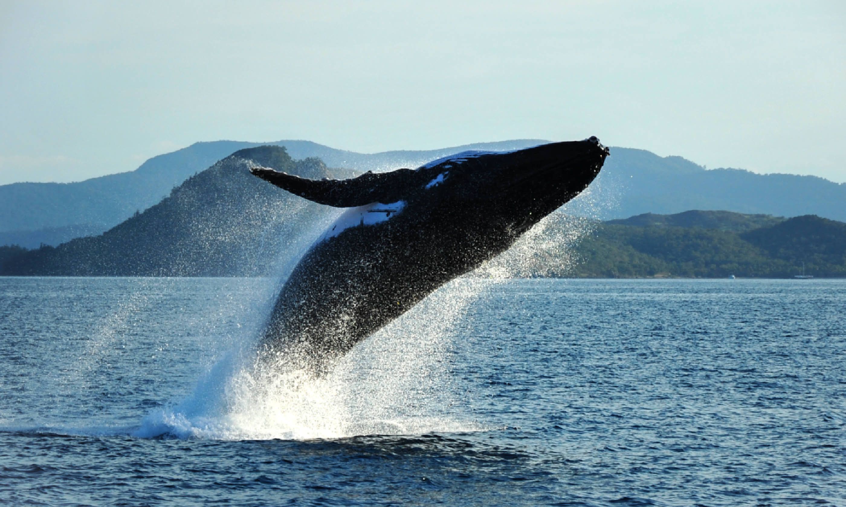 12 best locations to see wild whales | Wanderlust