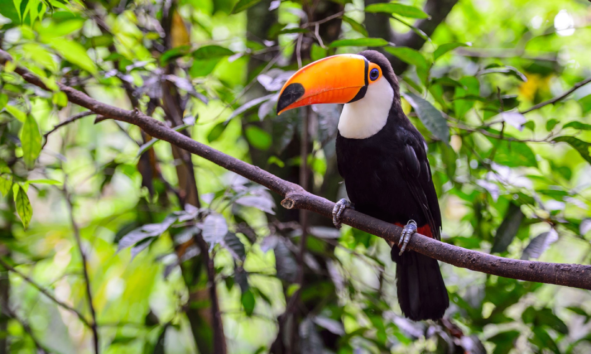 Amazon Rainforest 8 Of The Most Incredible Animals Wanderlust Amazon Rainforest 8 Of The Most Incredible Animals Wanderlust